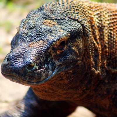 Top 10 Cryptids That Turned Out to be Real