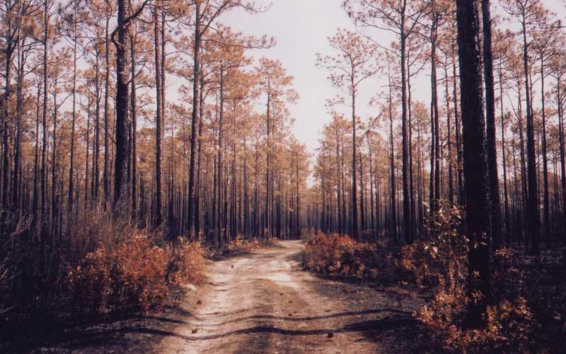 These 10 Genuinely Haunted Forests In Florida Will Terrify You