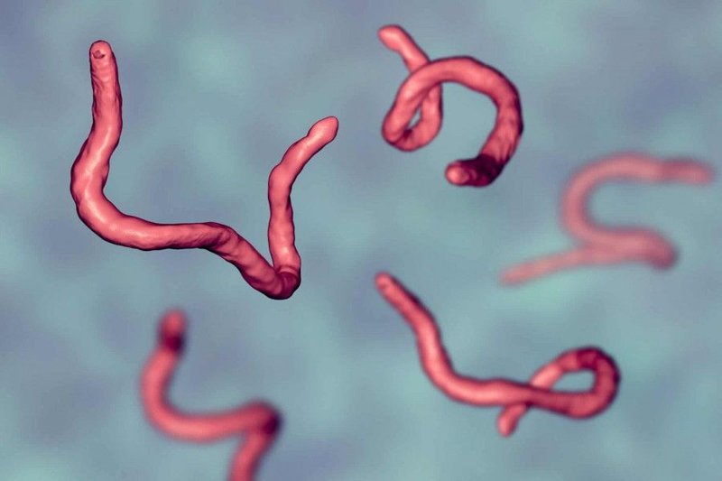بالاترین: 11 نمونه از کشنده‌ ترین و آزاردهنده‌ ترین انگل‌ ها برای انسان