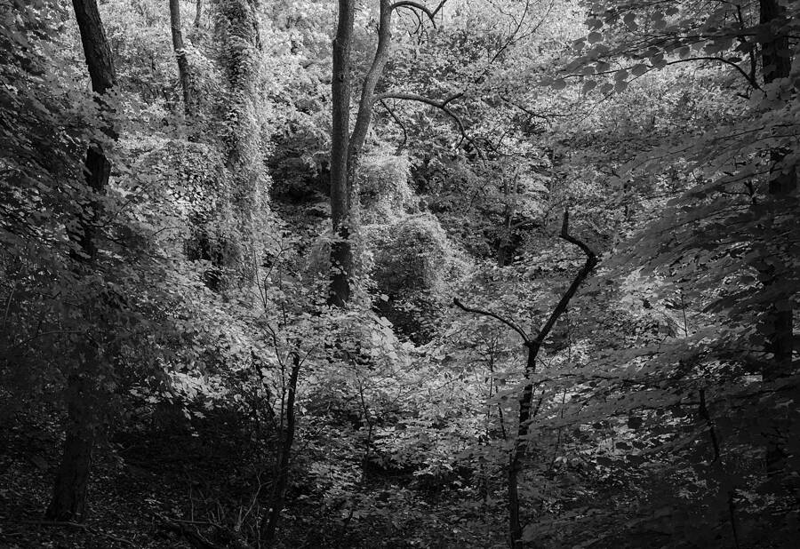The Clearing by Robert Finkelhor | Black & White Magazine | For ...