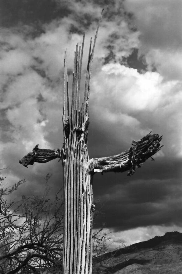 Saguaro Skeleton by Jo Kubran | Black & White Magazine | For Collectors ...