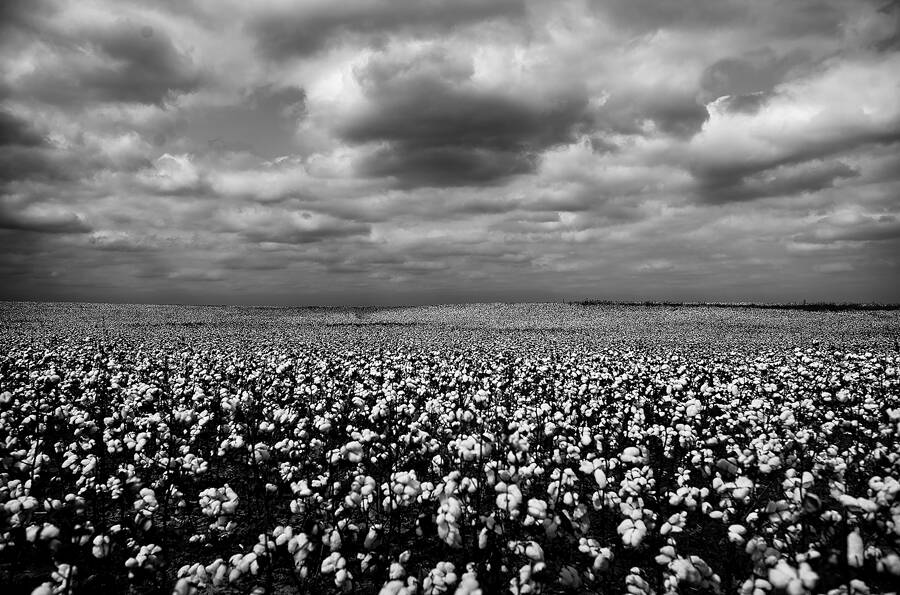 Cotton by Brandon Ralph | Black & White Magazine | For Collectors of ...