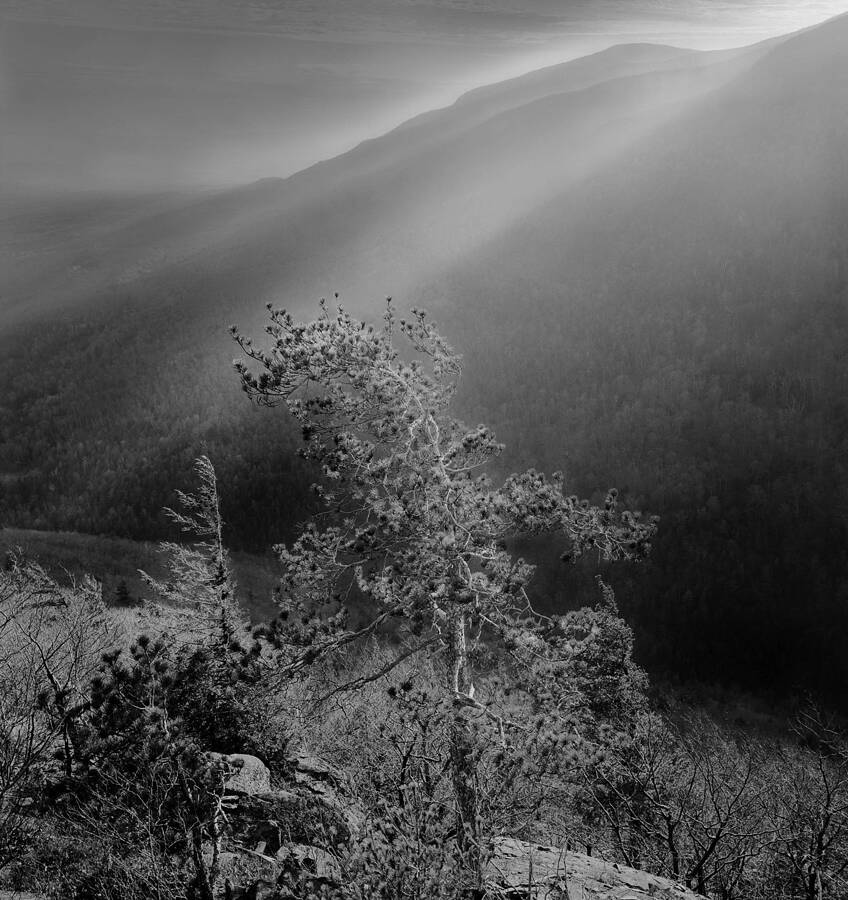 Pine Tree by Thomas Teich | Black & White Magazine | For Collectors of ...