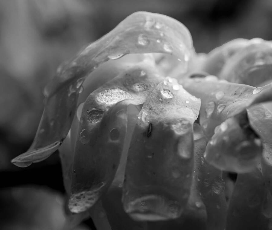 Soaked Cherry Blossom by Robert Finkelhor | Black & White Magazine ...