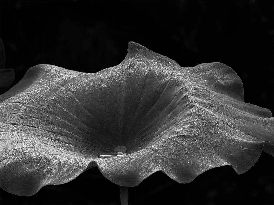 Morning Dew by Reed Pike | Black & White Magazine | For Collectors of ...