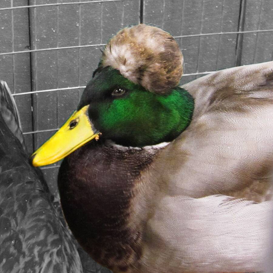Duck With Afro