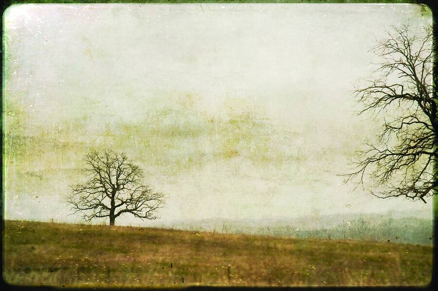 In the Forest by Jamie Heiden | Black & White Magazine | For Collectors ...