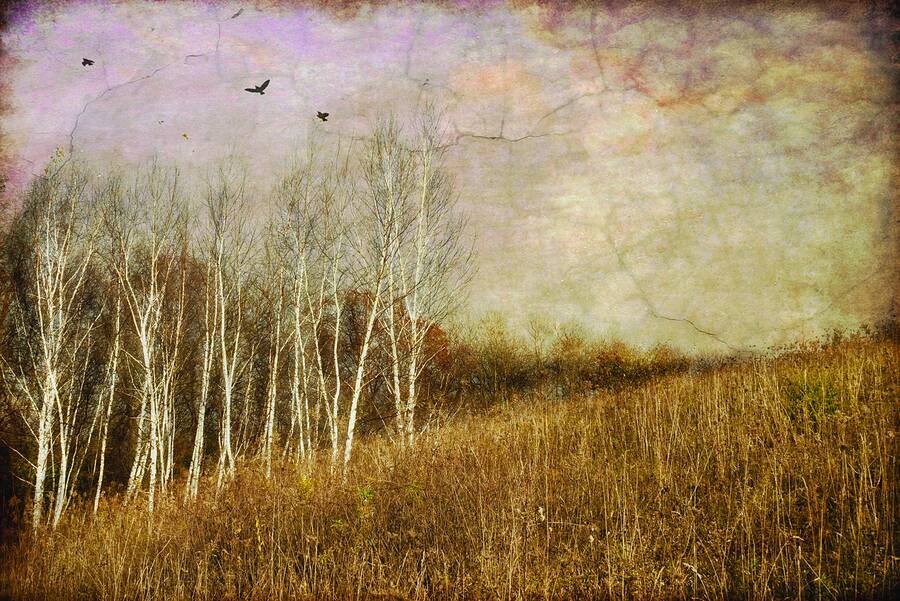 In the Forest by Jamie Heiden | Black & White Magazine | For Collectors ...