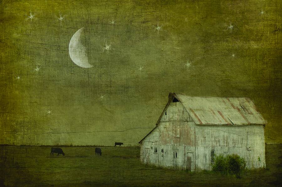 In the Forest by Jamie Heiden | Black & White Magazine | For Collectors ...