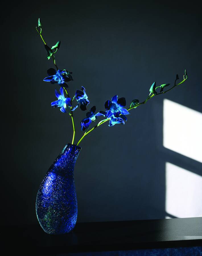 Blue Dendrobium Orchids by Peter-Andrew Gravina | Black & White ...