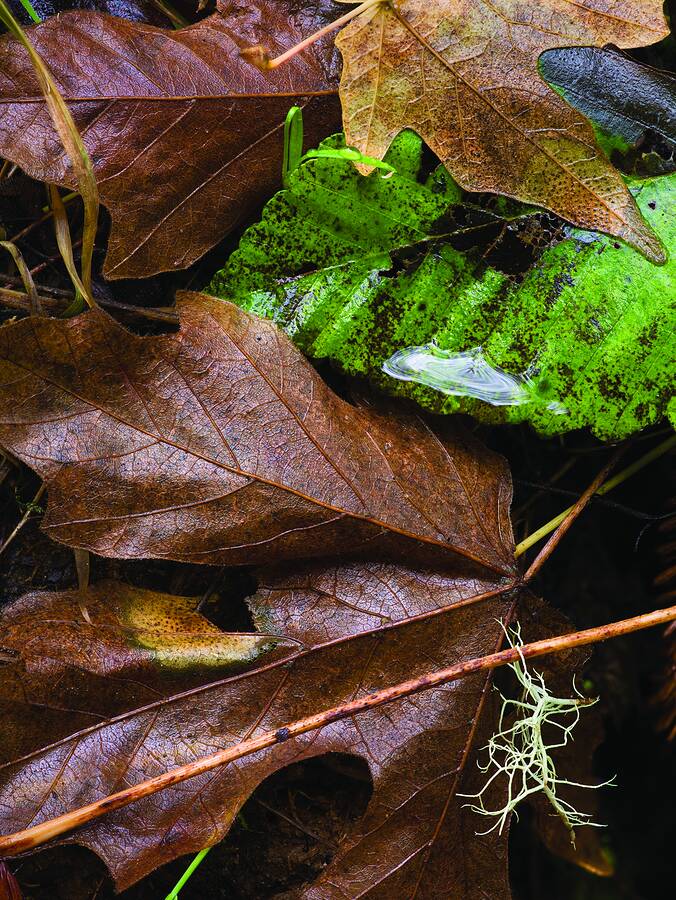 Under a Salmon Sky by David Hibbard | Black & White Magazine | For ...