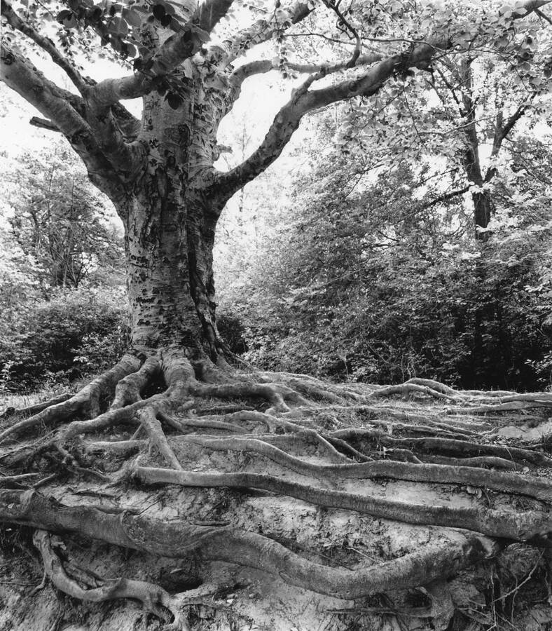 American Beech at Lower Lake by Robert S. Finkelhor | Black & White ...