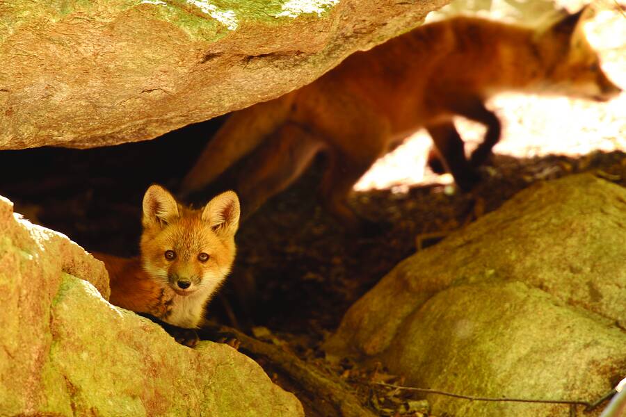 Fox Den by Scott Joshua Dere | Black & White Magazine | For Collectors ...