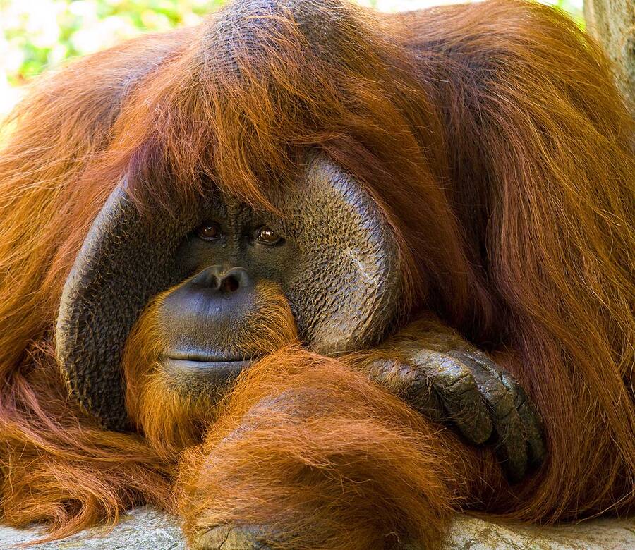 Orangutan by Steven R. Ryf | Black & White Magazine | For Collectors of ...