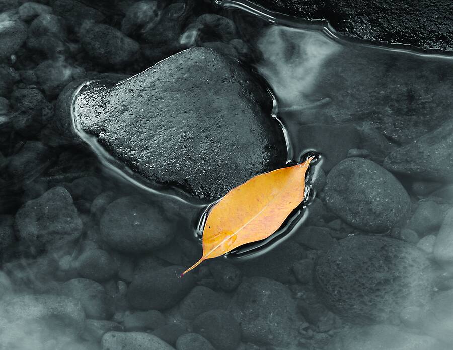 Floating Leaf by Simone Reddingius | Black & White Magazine | For ...