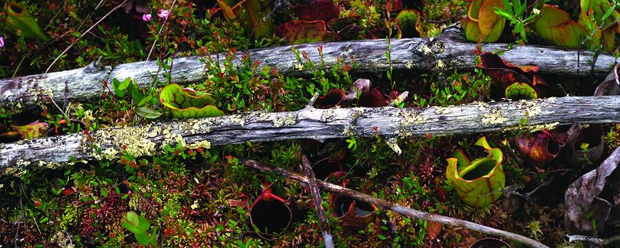 Tamarack Twigs and Pitcher Plants by Mat Brutger | Black & White ...