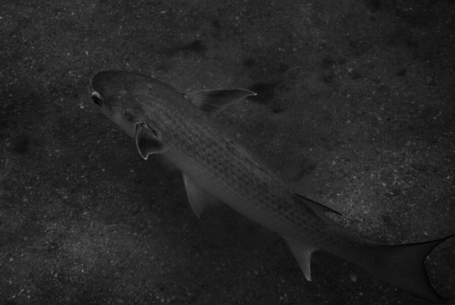 Patterned Fish by Brian Anderson | Black & White Magazine | For ...