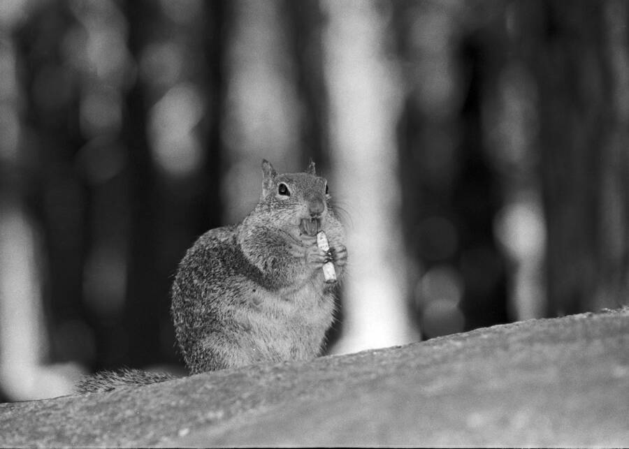 Smoking Squirrel by Kristopher Serrano | Black & White Magazine | For ...