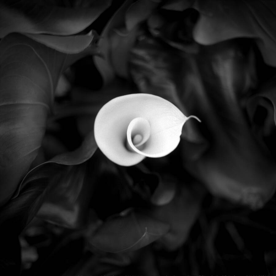 Calla by David Andrew Muench | Black & White Magazine | For Collectors ...