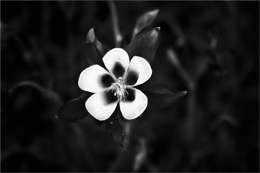 Sad Flower by William Shull | Black & White Magazine | For Collectors ...