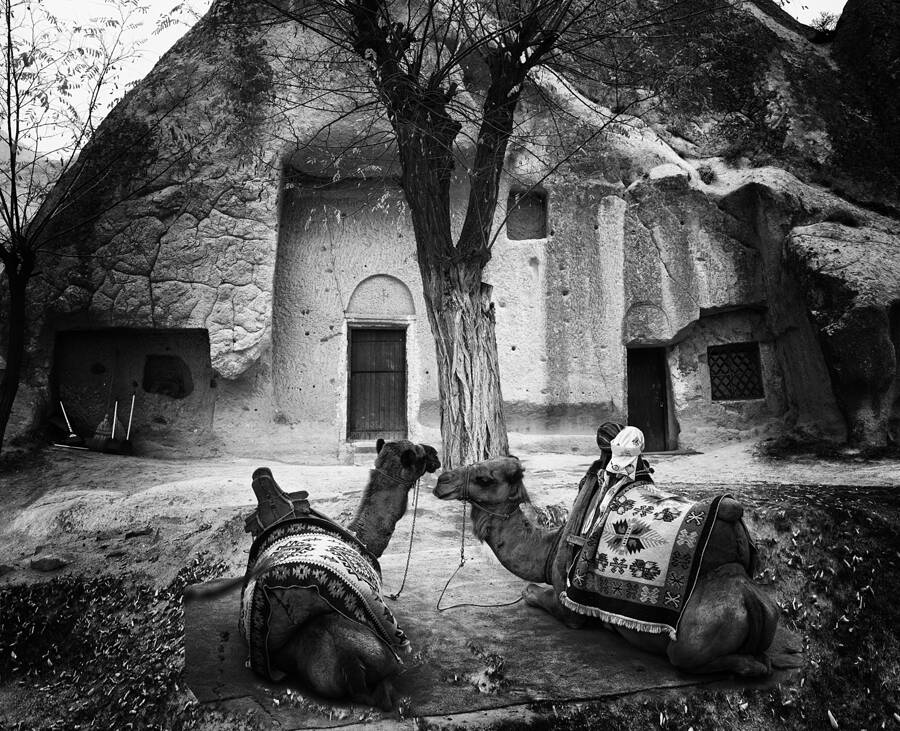 Camel Talk by Dolores Smart | Black & White Magazine | For Collectors ...