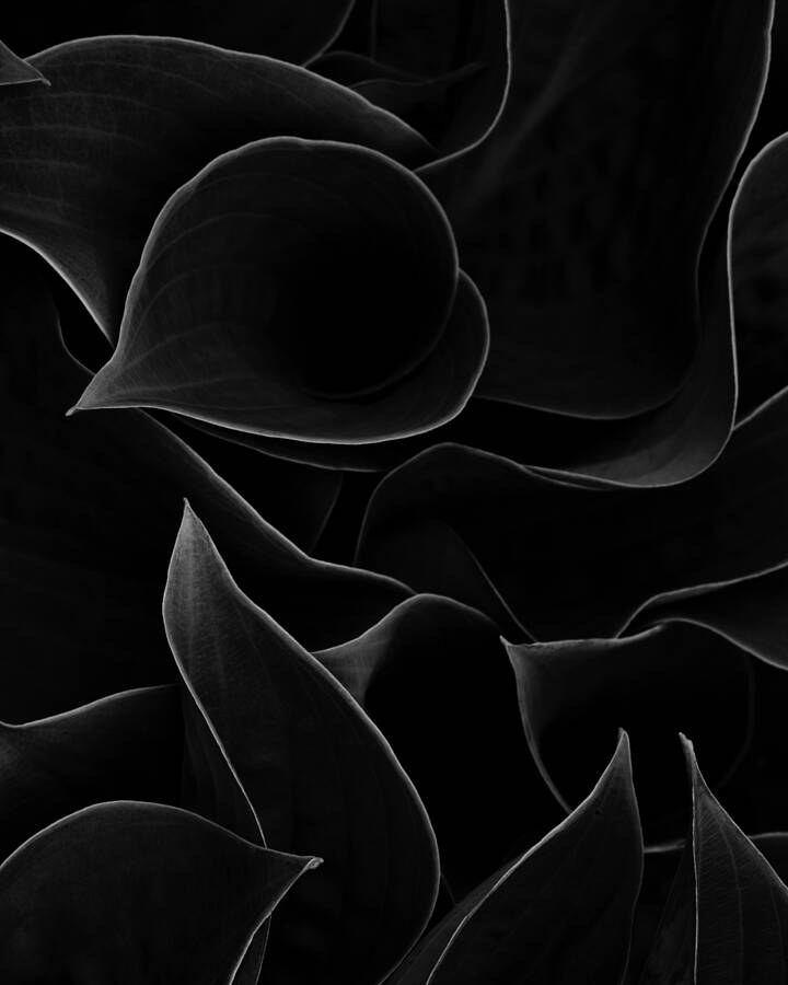 Hosta Studies II #4 by Michael J. Carl | Black & White Magazine | For ...