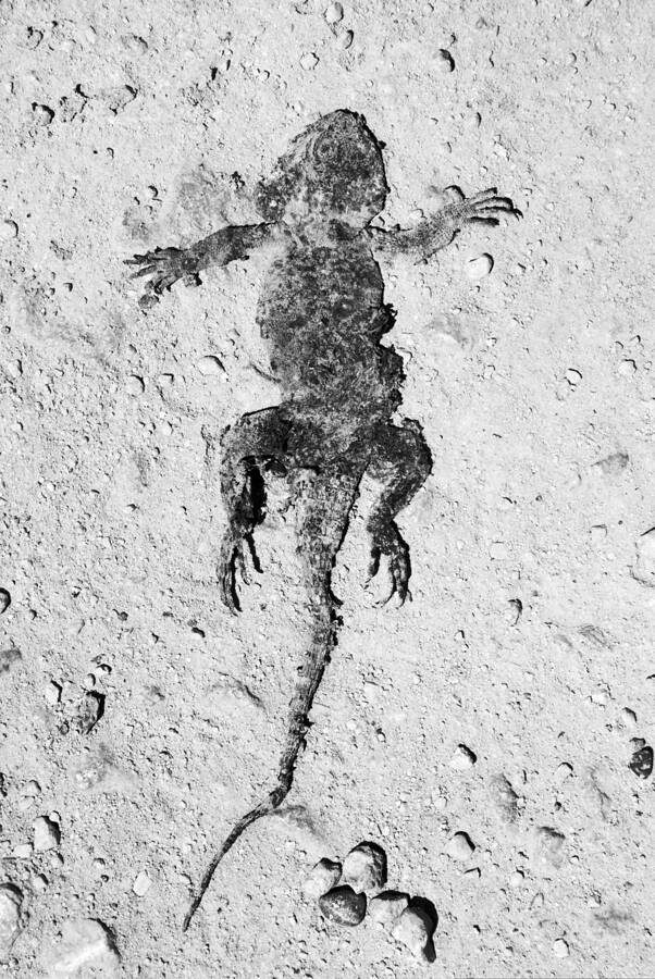 Squashed Lizard by Andrew Lever | Black & White Magazine | For ...