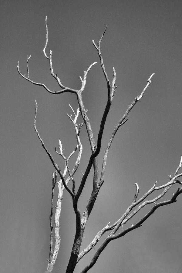 Dead Mesquite Tree by James S. Heuer | Black & White Magazine | For ...