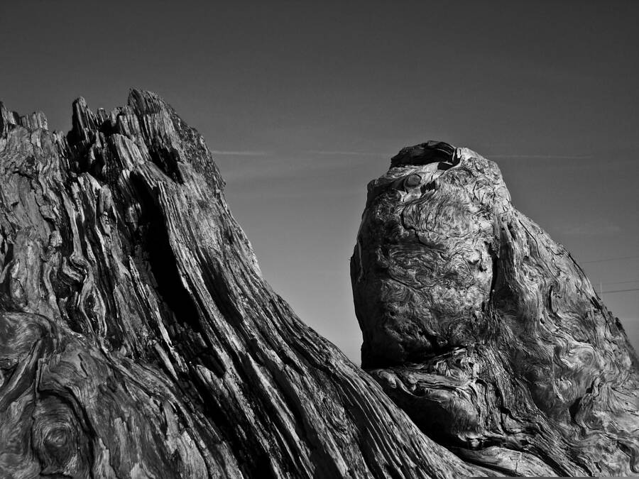 Stump Face by Brett Howard Nelson | Black & White Magazine | For ...