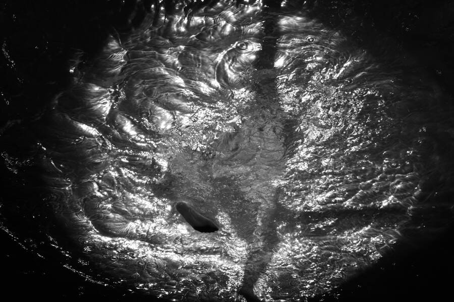 Metamorphosis #2 by Mikhail Mamontov | Black & White Magazine | For ...