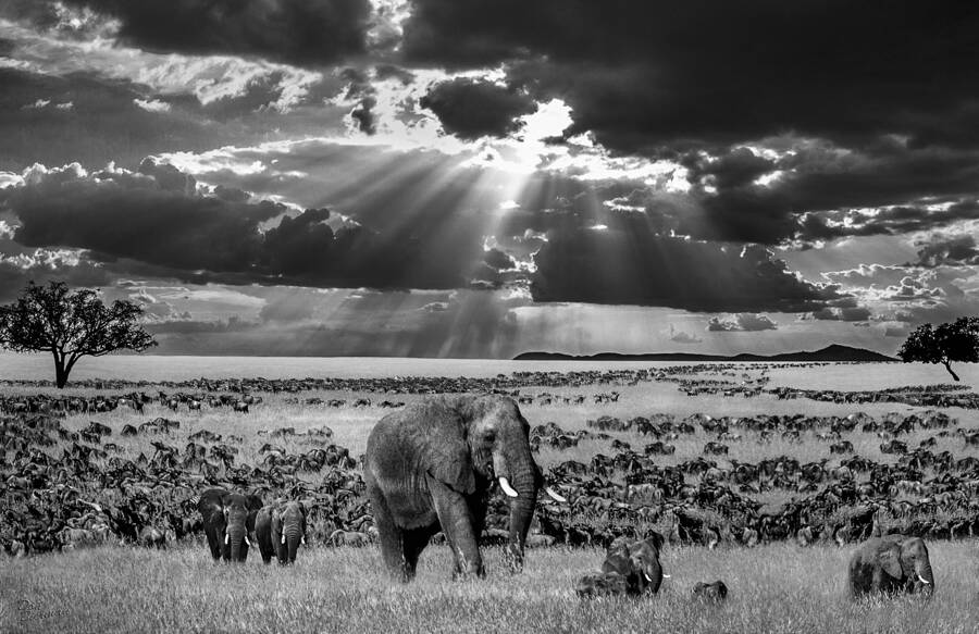 The Patriarch by Don Bierman | Black & White Magazine | For Collectors ...