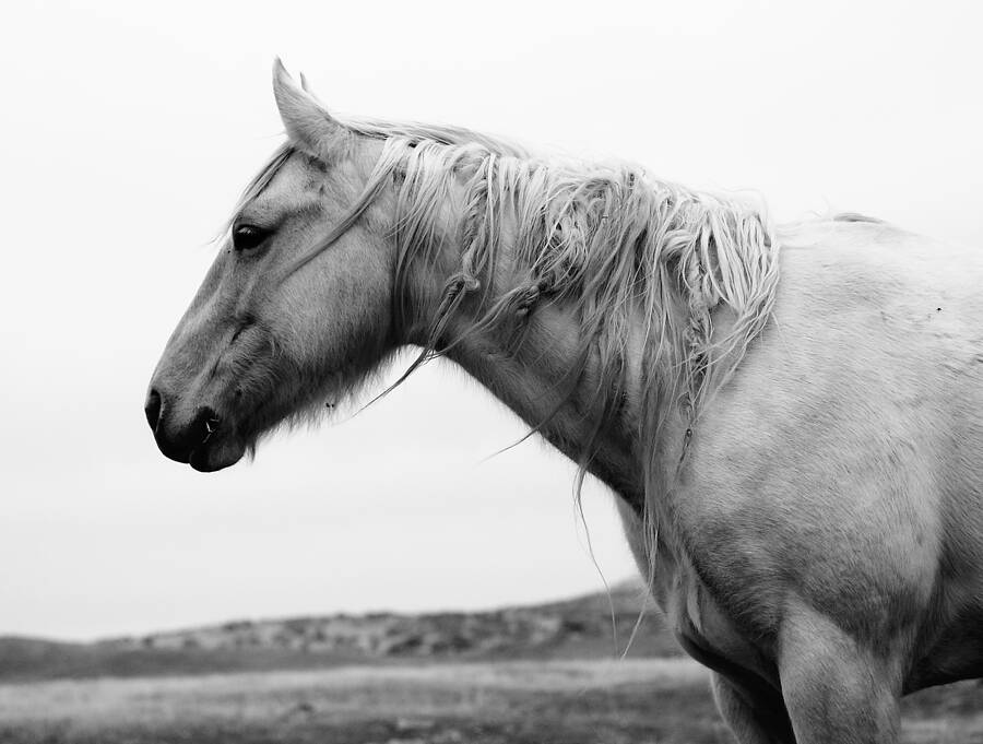 Weather Mane by Marshall Gould | Black & White Magazine | For ...