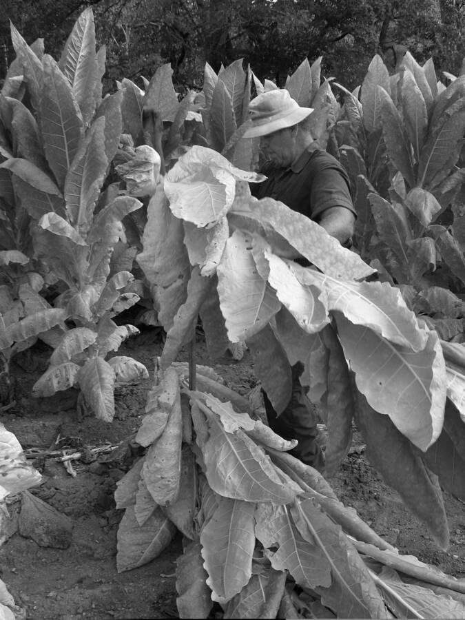 The Harvest - Bob Wallen by Jurgen Dopatka | Black & White Magazine ...