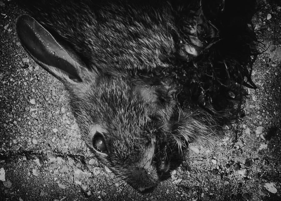 Dead Rabbit by George E. Sperzel | Black & White Magazine | For ...