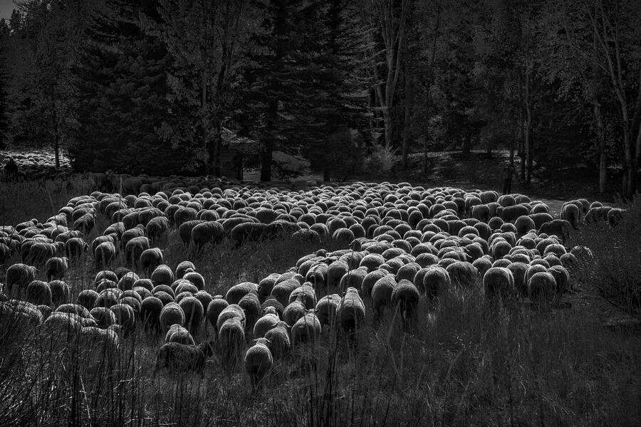 Trailing of the Sheep by William Bullard | Black & White Magazine | For ...