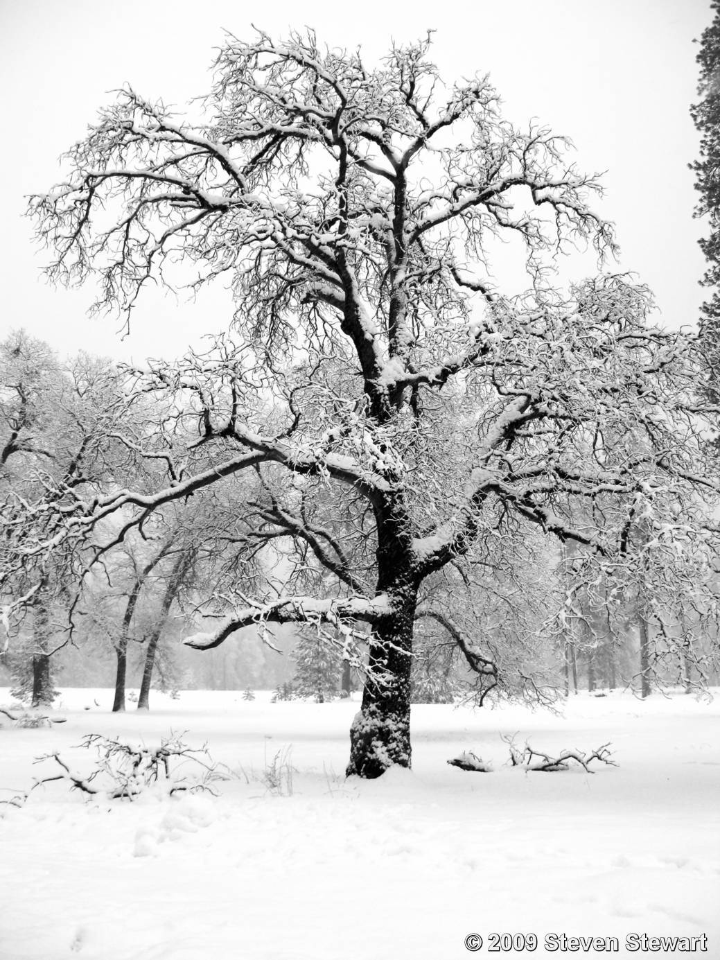 Snow On Tree Branches by Steven Stewart | Black & White Magazine | For ...