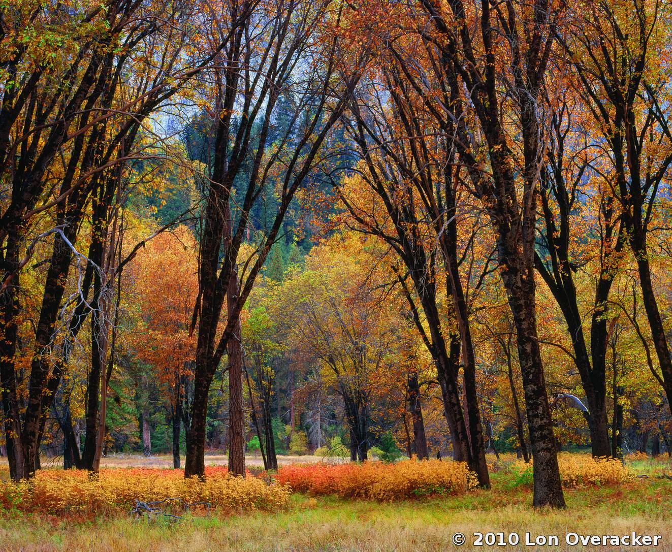Autumn Black Oak Forest by Lon Overacker | Black & White Magazine | For ...