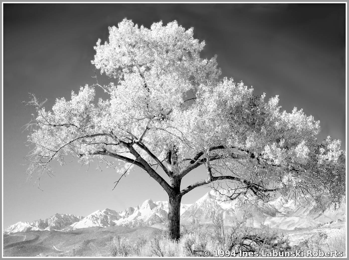 Cottonwood Tree by Ines Labunski Roberts | Black & White Magazine | For ...