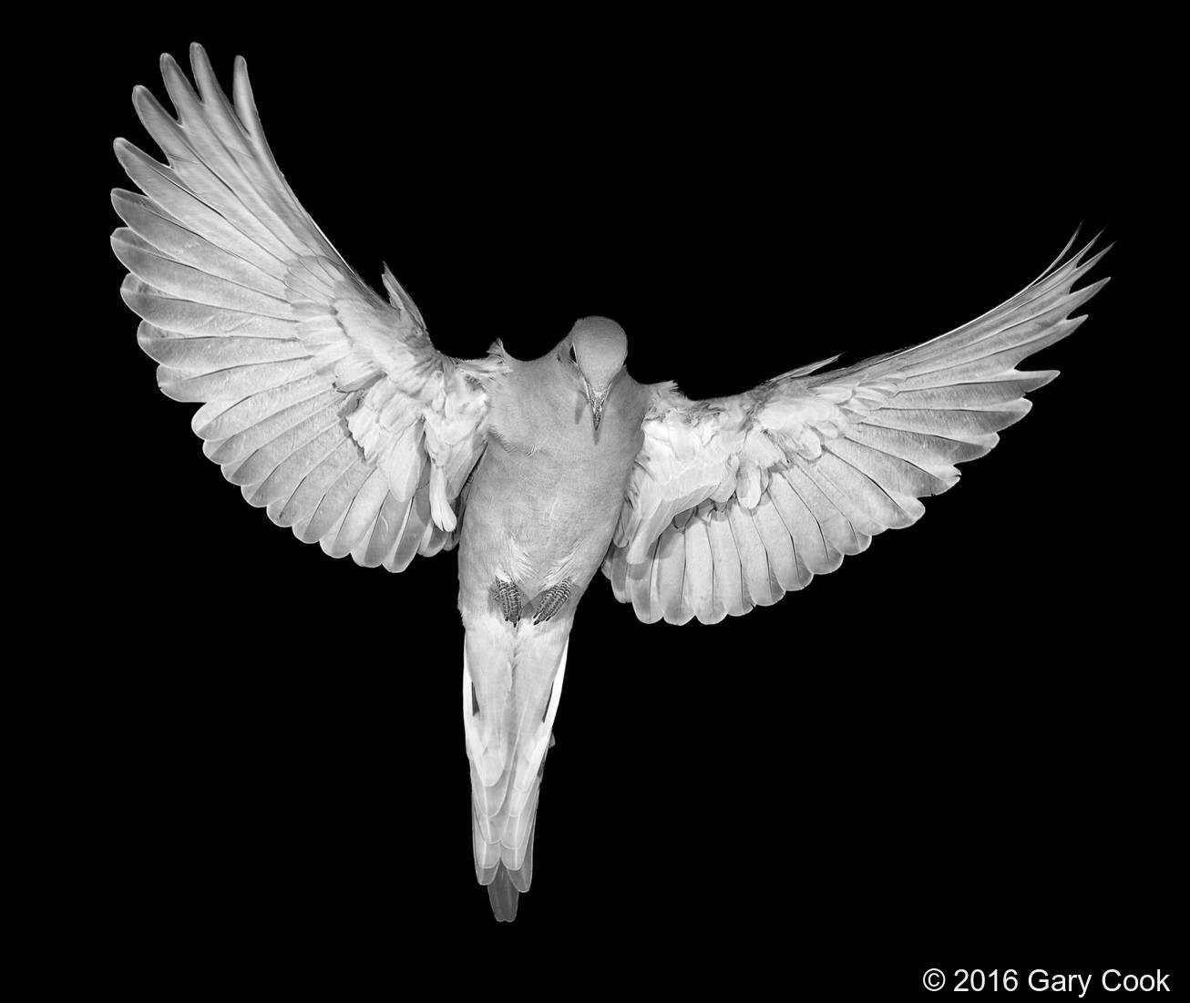 Mourning Dove Angel Wings by Gary Cook | Black & White Magazine | For ...