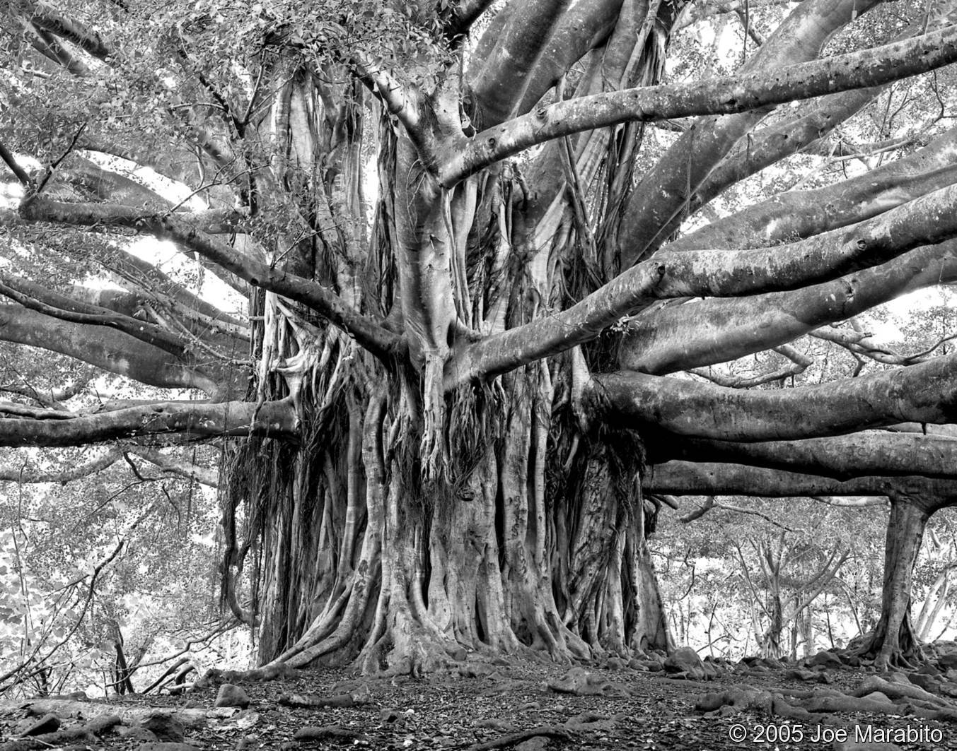 Mosquito Tree by Joe Marabito | Black & White Magazine | For Collectors ...