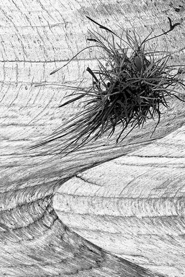 Black & White Magazine | For Collectors of Fine Photography