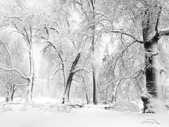 Black And White Winter Photos