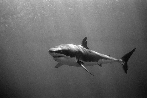 Scar (Great White Shark) by Mike Cavanaugh | Black & White Magazine ...