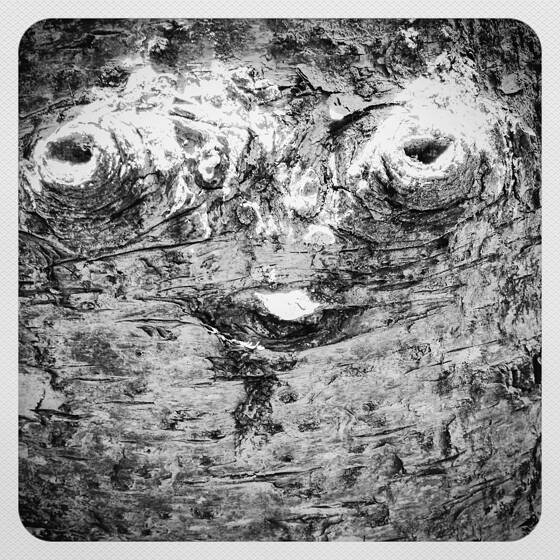 I Am Over Here in the Tree by David Ruderman | Black & White Magazine ...