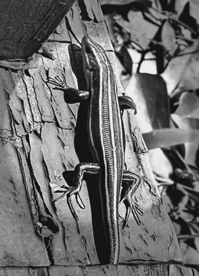 Slippery Lizard by Brenda Phillips | Black & White Magazine | For ...