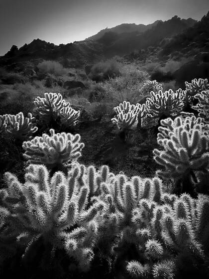 Cacti at Sunset by Craig Jaffe | Black & White Magazine | For ...