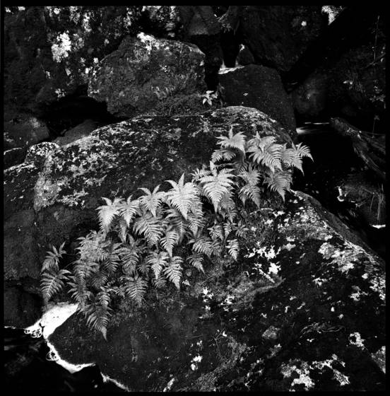 Ferns On Rock by Roy Pataro | Black & White Magazine | For Collectors ...