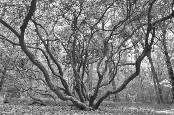 Great Laurel Tree by Cara Niazi | Black & White Magazine | For ...