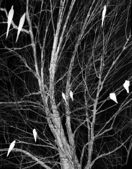 Ghost Birds by Susan B. Griffith | Black & White Magazine | For ...