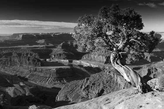 Lone Tree by Aaron Marko | Black & White Magazine | For Collectors of ...